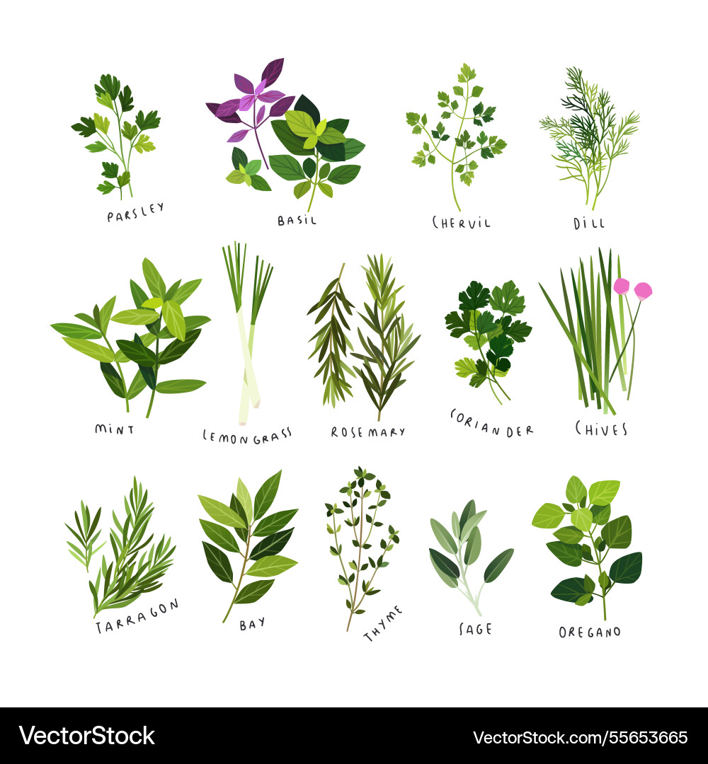Common herbs Royalty Free Vector Image - VectorStock