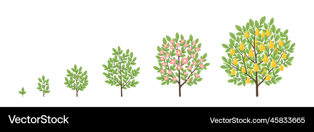 Pear tree growth stages fruit life cycle Vector Image