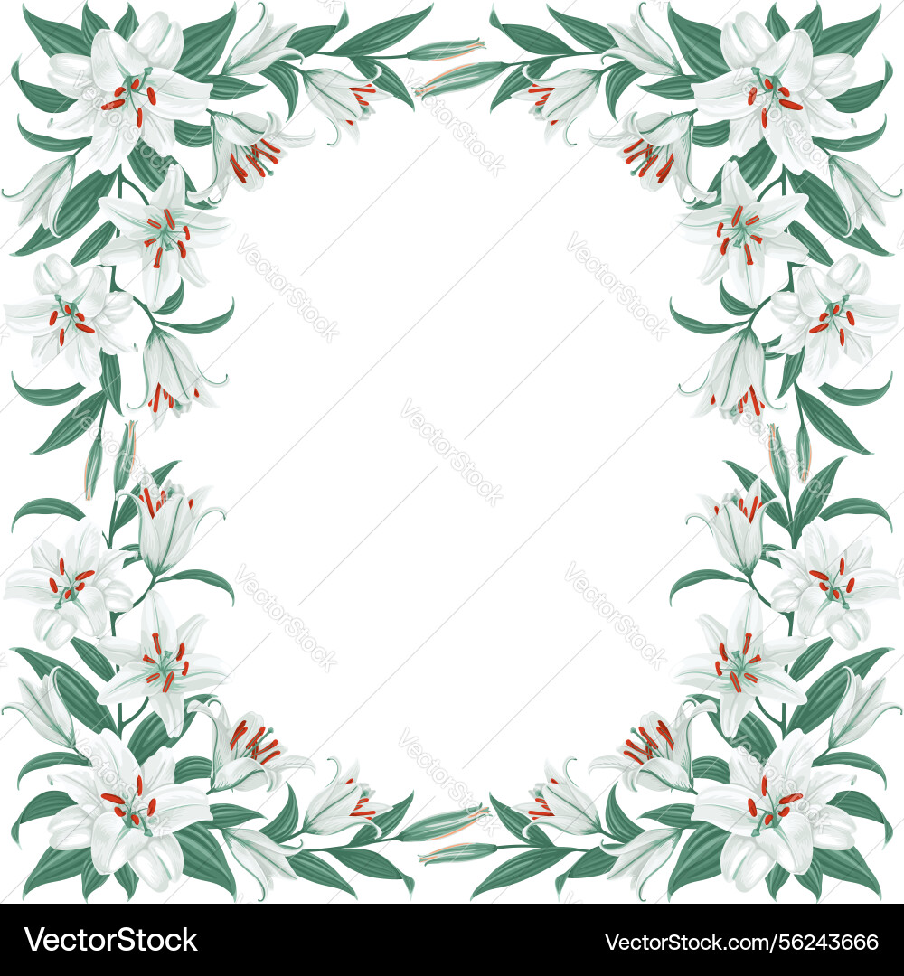 Floral frame border with white lily flowers Vector Image