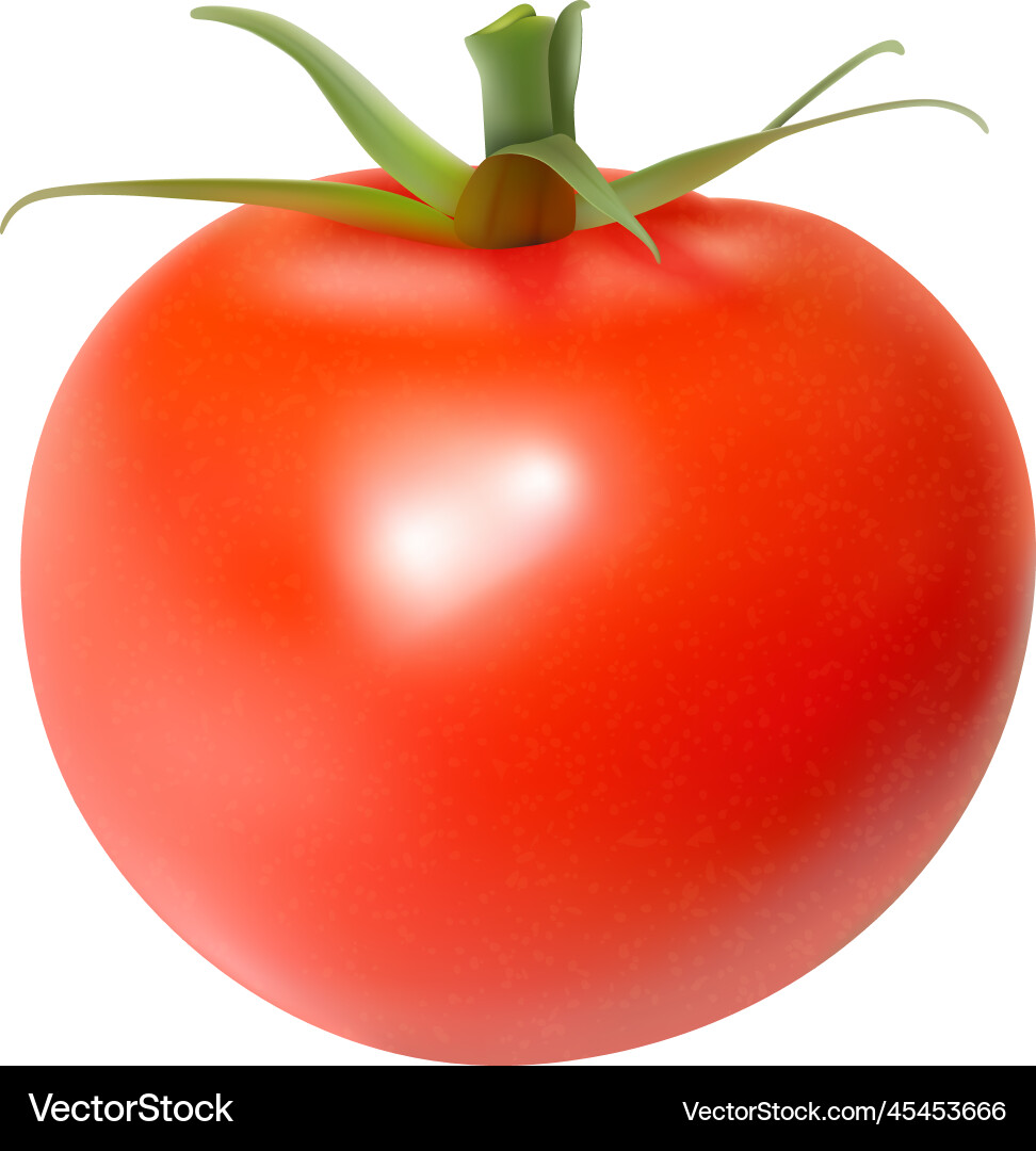 Realistic tomato Royalty Free Vector Image - VectorStock
