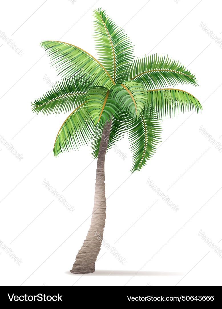Tropical palm tree with green foliage Royalty Free Vector