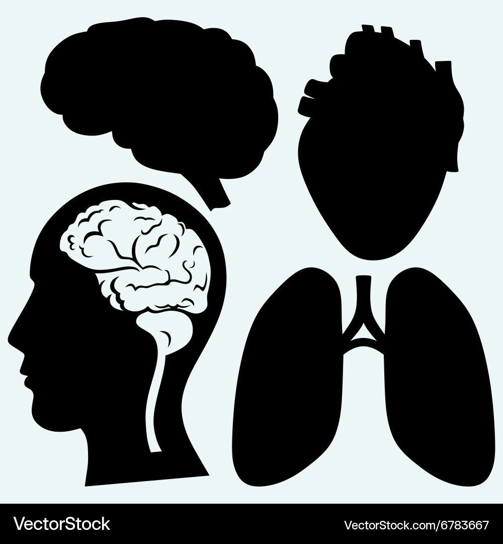 Human Anatomy Silhouettes Royalty Free Vector Image