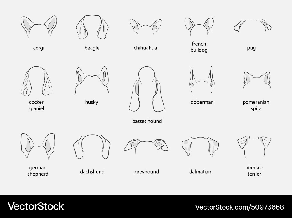 Different dogs ears sign black thin line icon set Vector Image