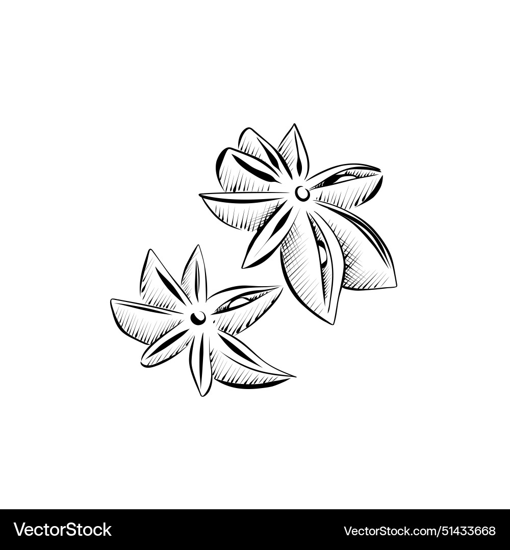 Drawing lines line art spice anise Royalty Free Vector Image