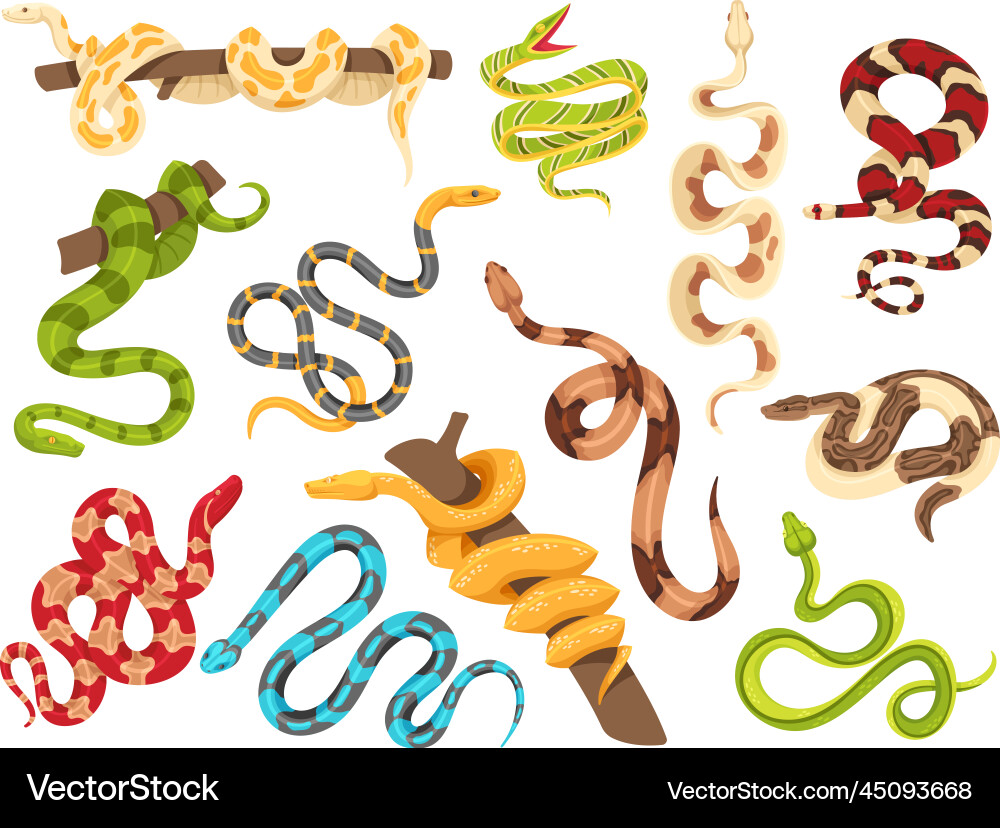 Tropical snakes exotic viper python on tree Vector Image