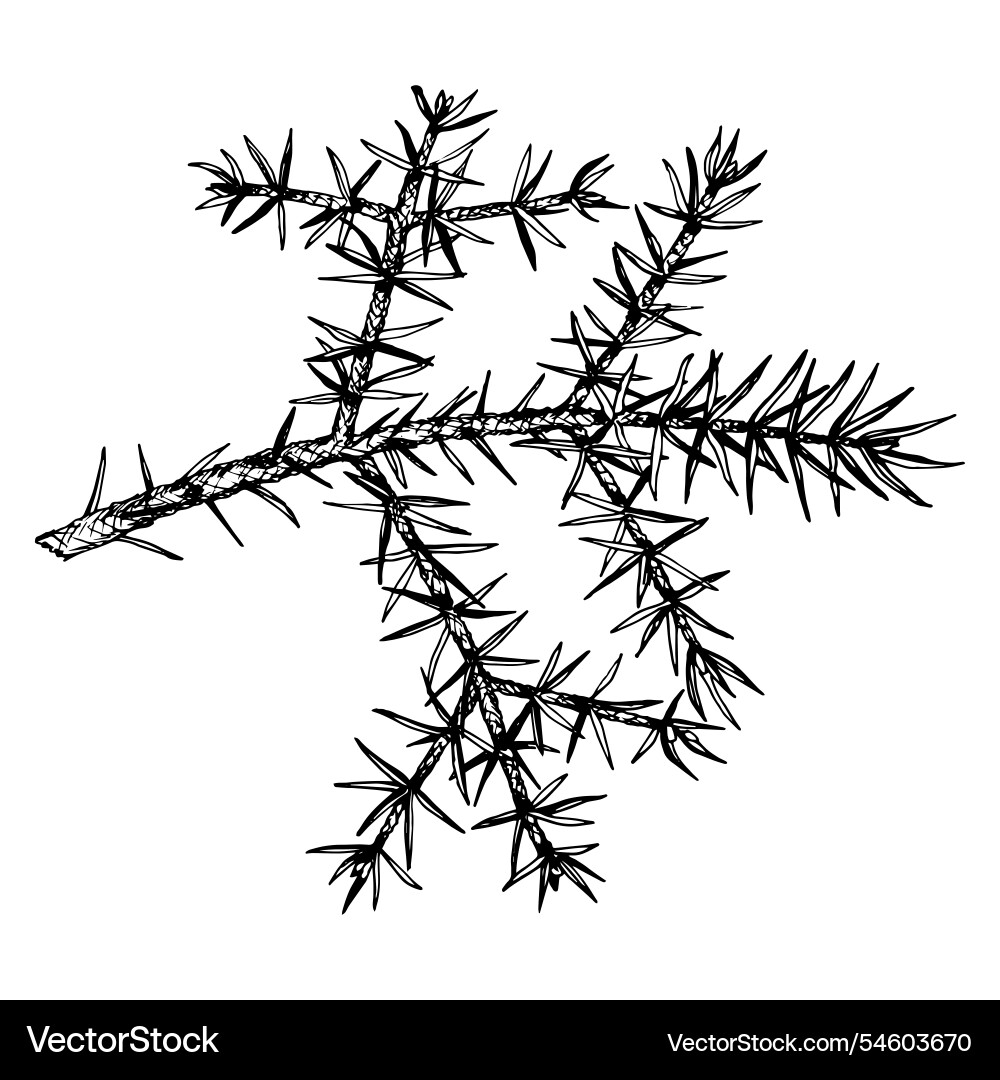 Detailed hand drawn of pine Royalty Free Vector Image