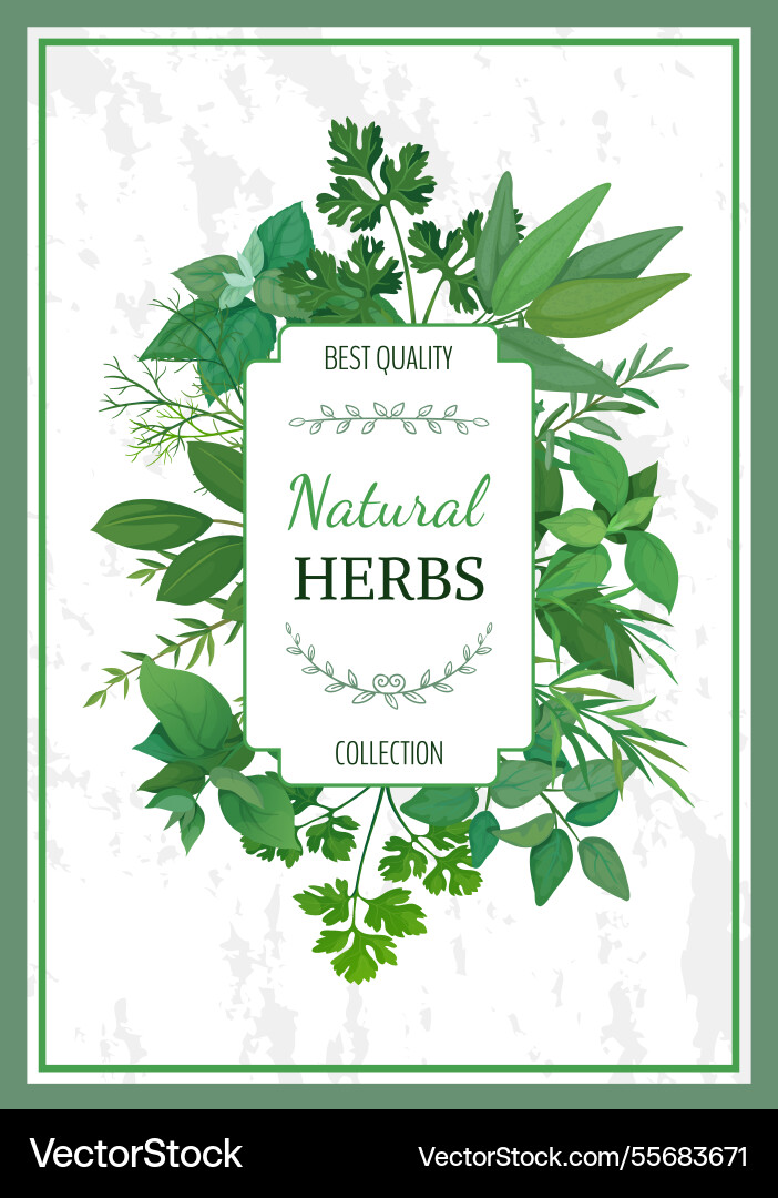 Herbal frame natural herbs best quality label Vector Image