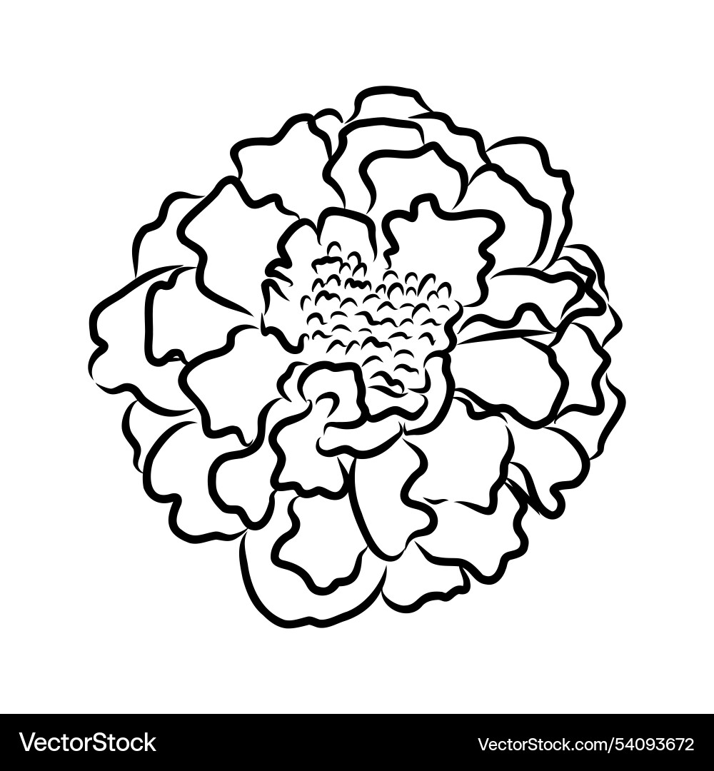 Hand drawn marigold flower sketch engraving Vector Image