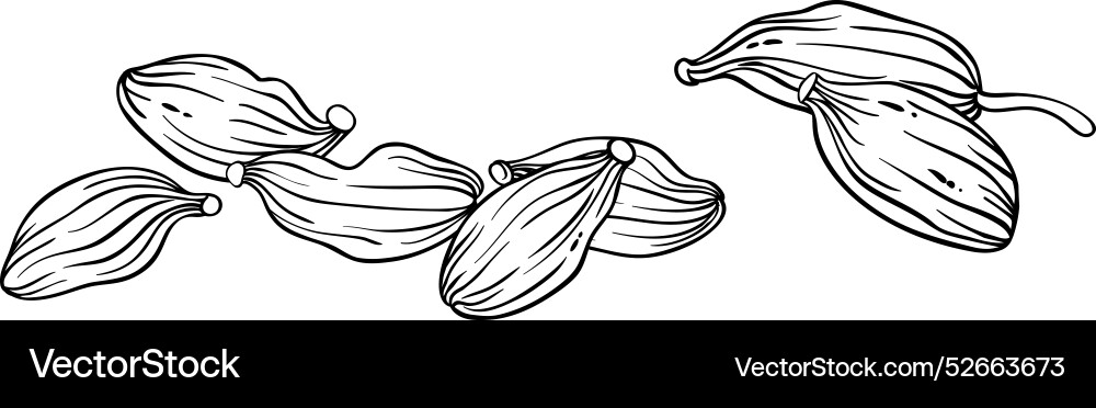Cardamom seeds isolated outline Royalty Free Vector Image