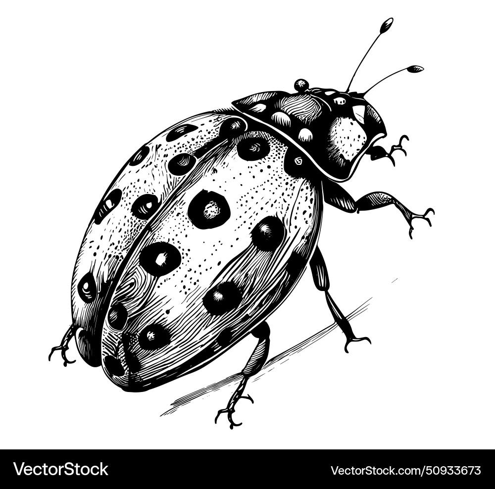 Hand drawn ink sketch of ladybug isolated on Vector Image