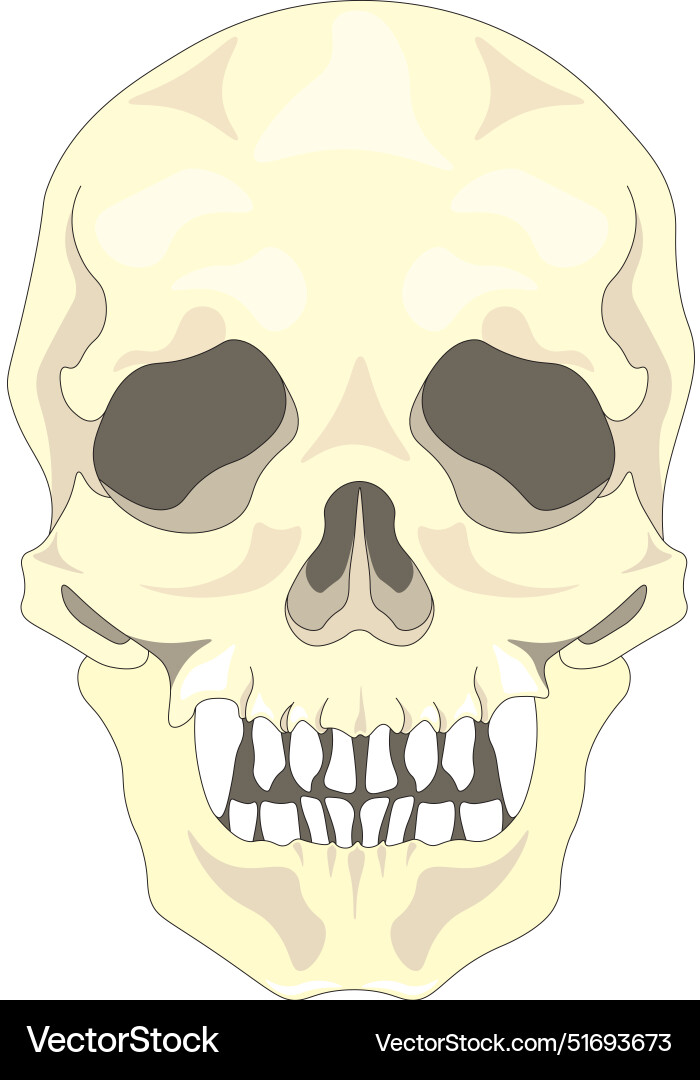 Human skull Royalty Free Vector Image - VectorStock