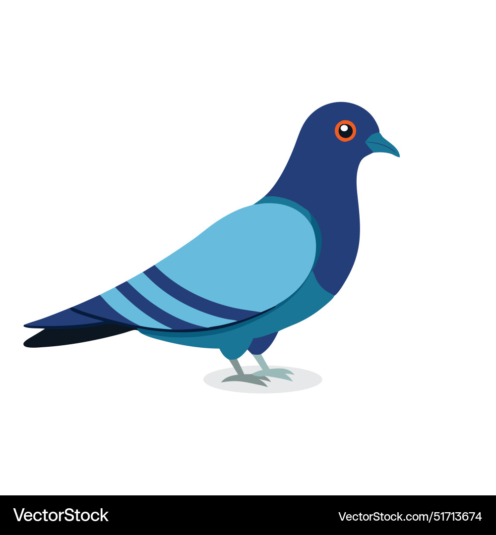 Pigeon animal isolated flat on white background Vector Image