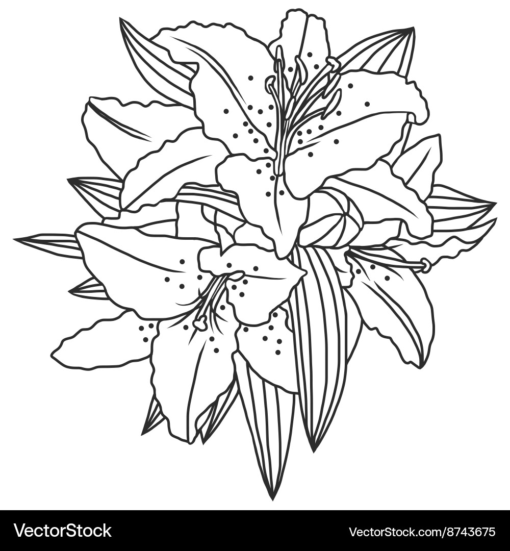 Lily flowers and leaves Royalty Free Vector Image