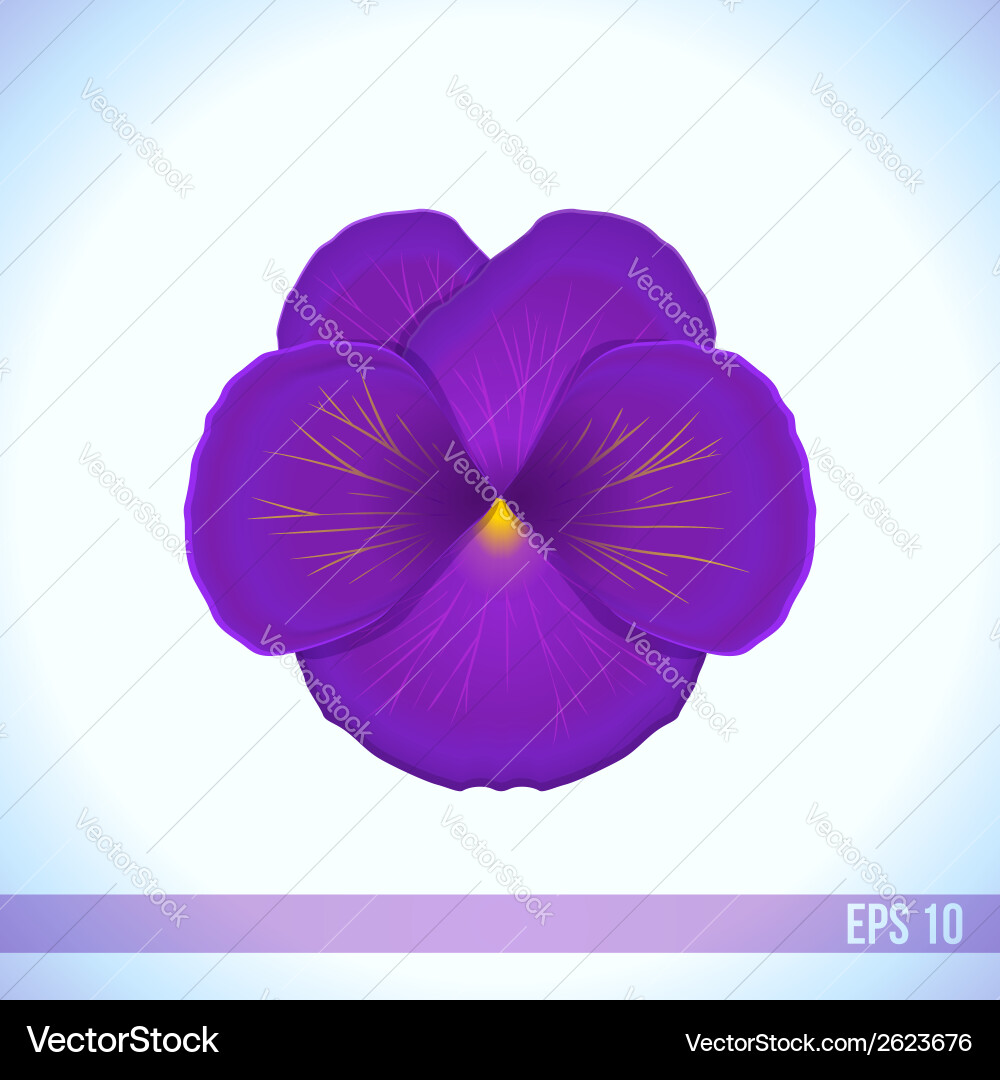 Head of violet viola flower Royalty Free Vector Image