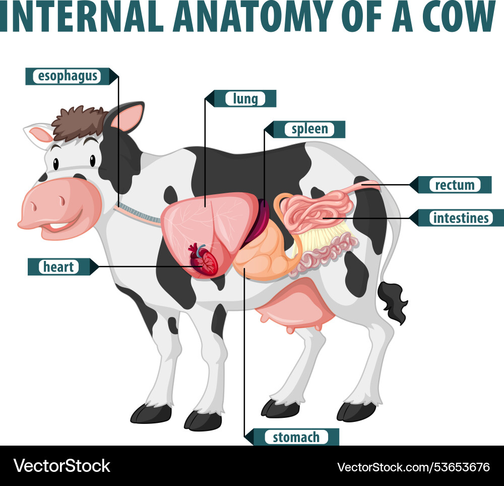 Labeled diagram of cows internal organs Royalty Free Vector