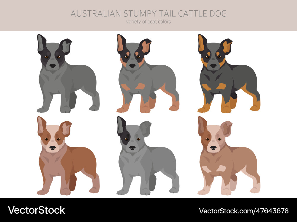Australian Stumpy Tail Cattle Dog Puppies Vector Image