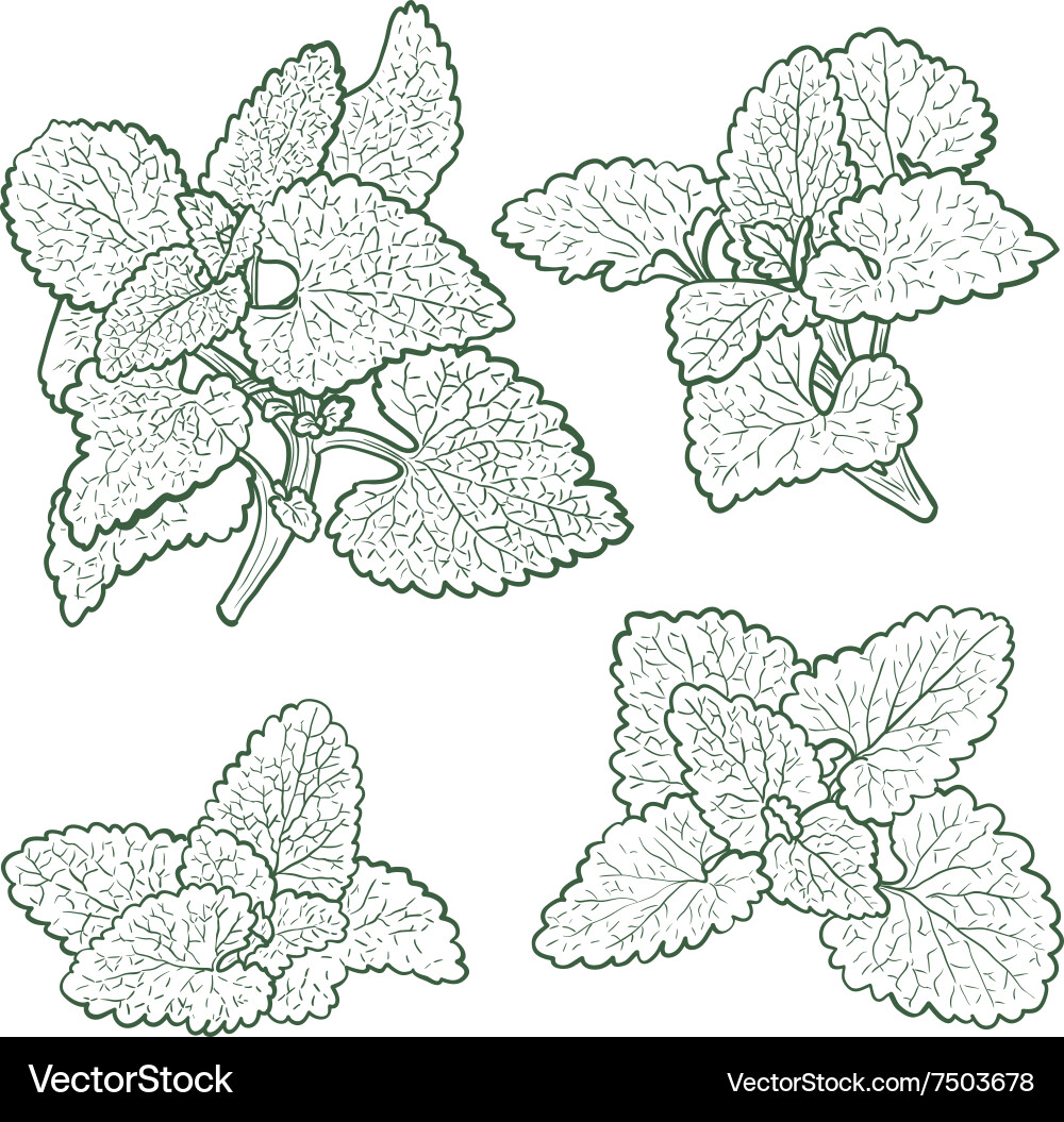 Hand drawn mint plants and leaves Royalty Free Vector Image