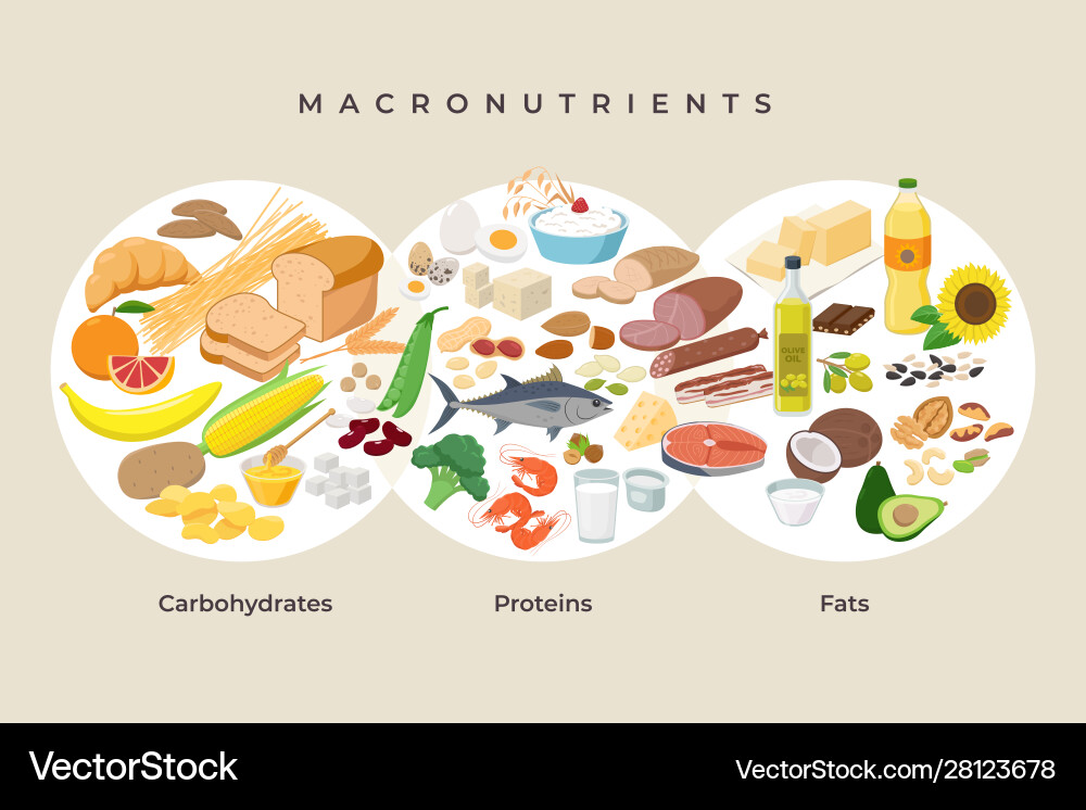 Main food groups - macronutrients carbohydrates Vector Image