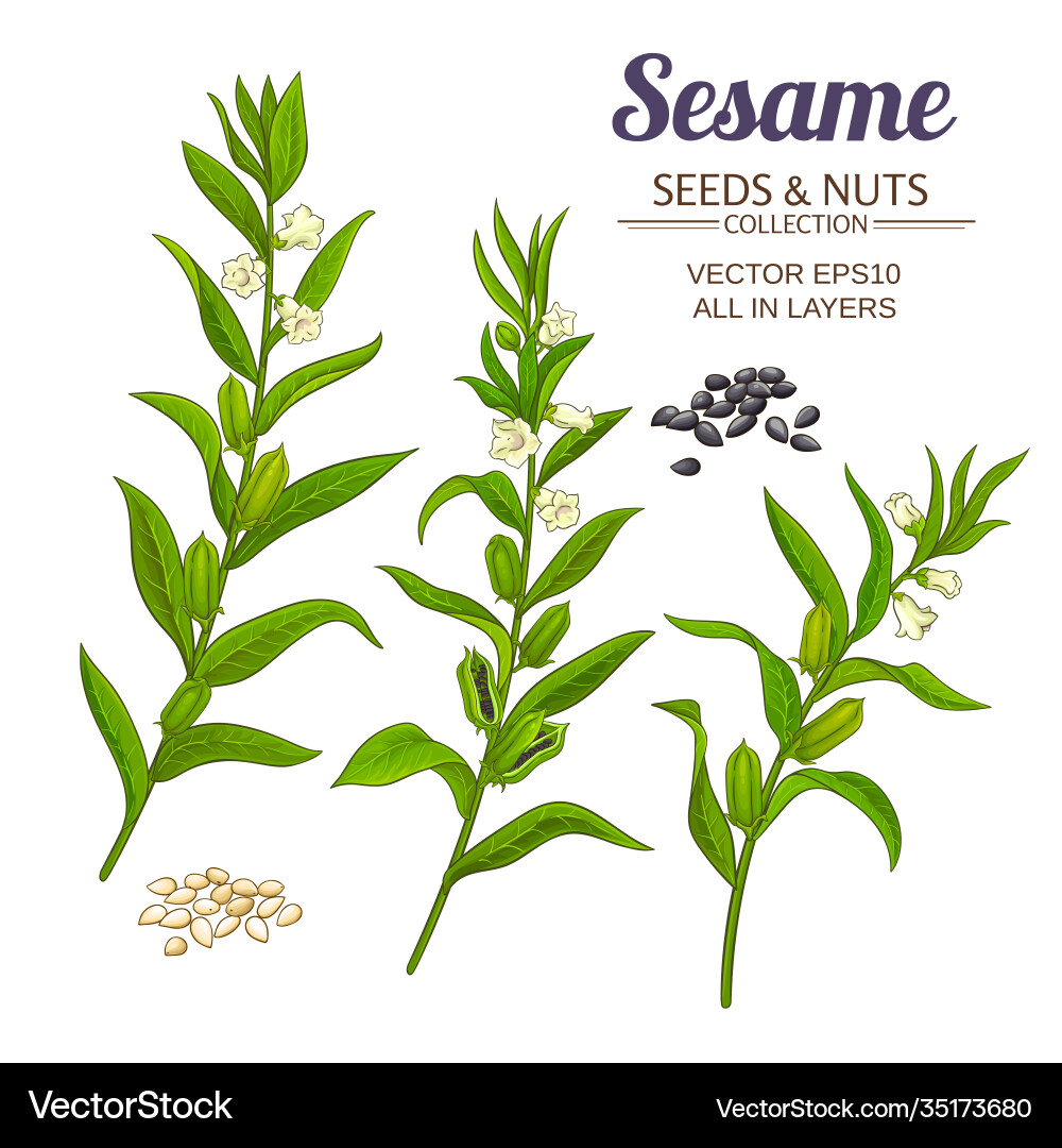 Sesame set Royalty Free Vector Image - VectorStock