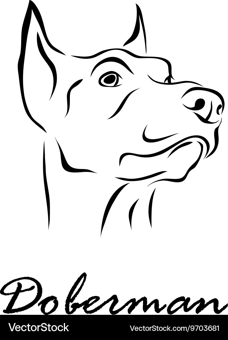 Doberman Royalty Free Vector Image - VectorStock