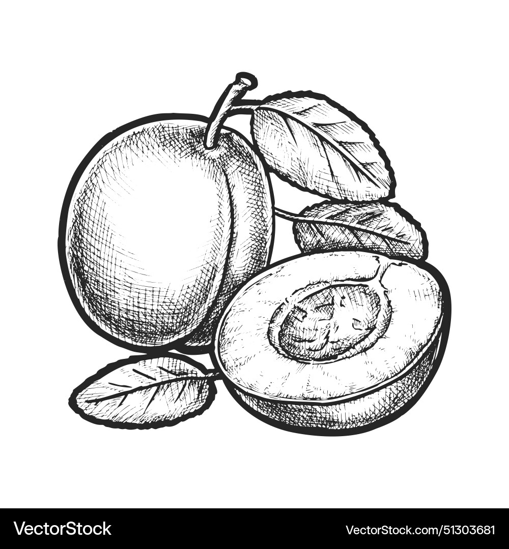Realistic plum sketch or sliced berry Royalty Free Vector