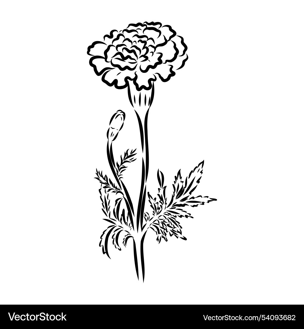 Hand drawn marigold flower sketch engraving Vector Image