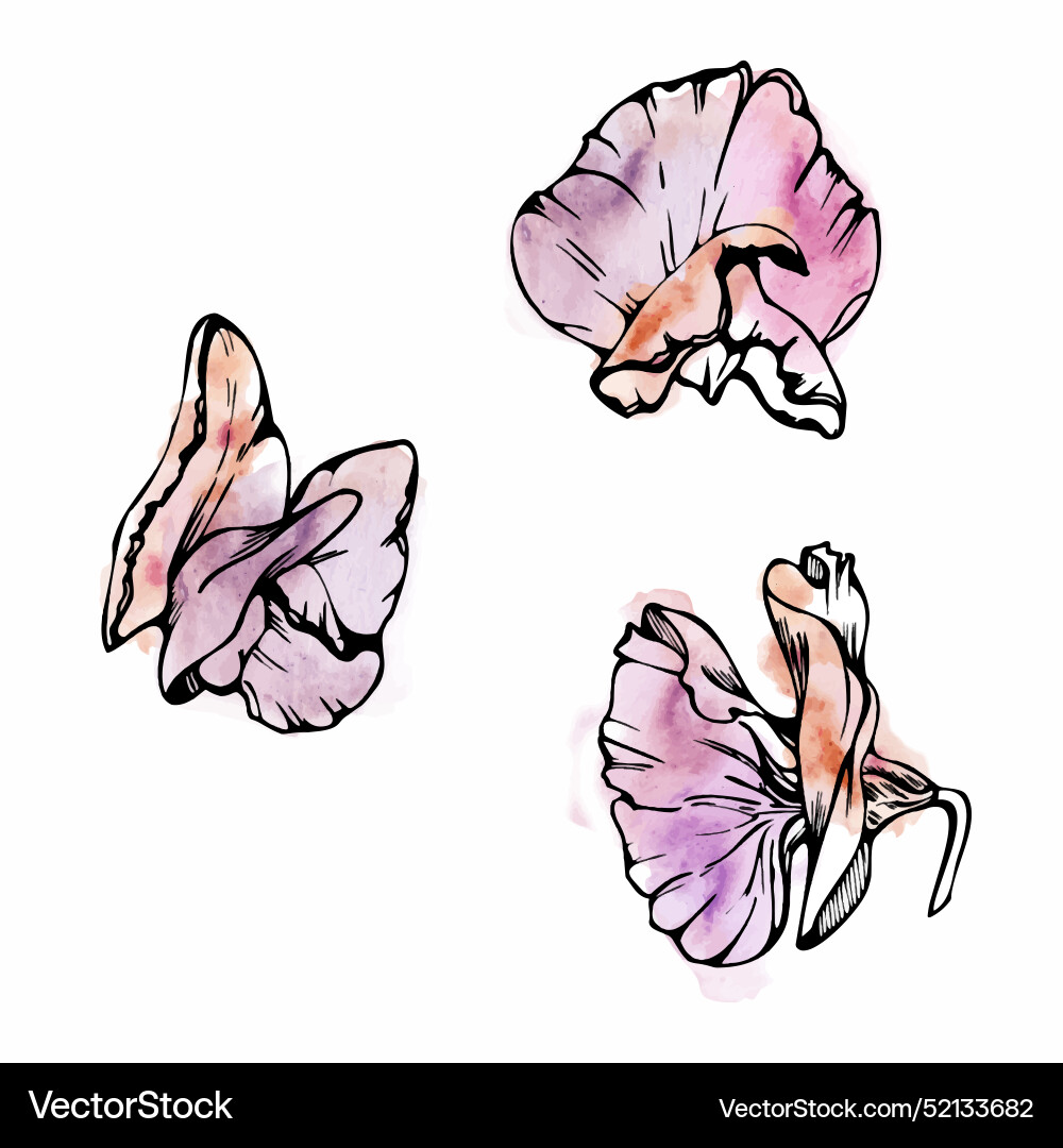 Hand drawn watercolor ink botanical flowers Vector Image