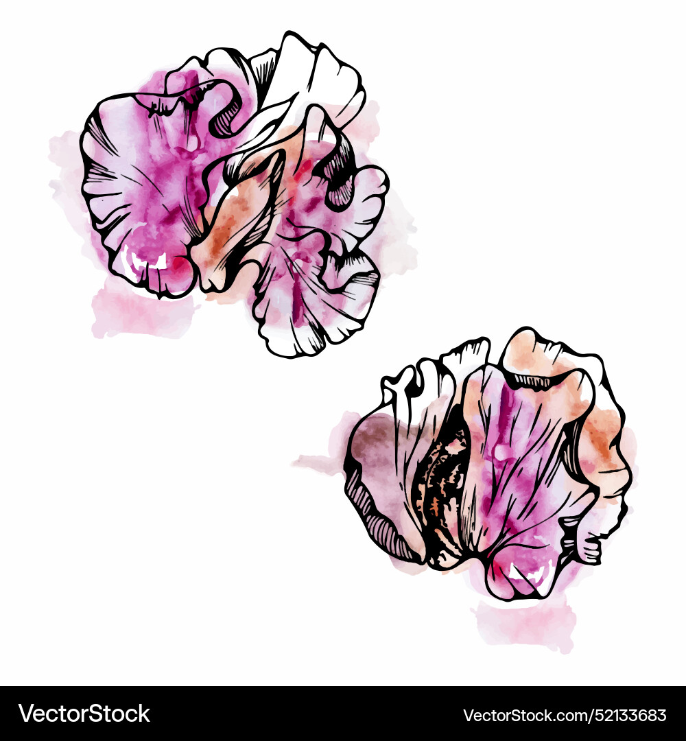 Hand drawn watercolor ink botanical flowers Vector Image