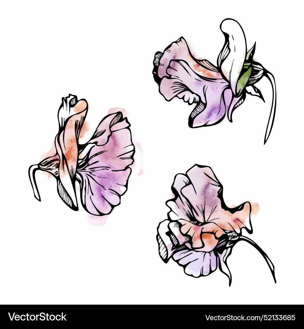 Hand drawn watercolor ink botanical flowers Vector Image