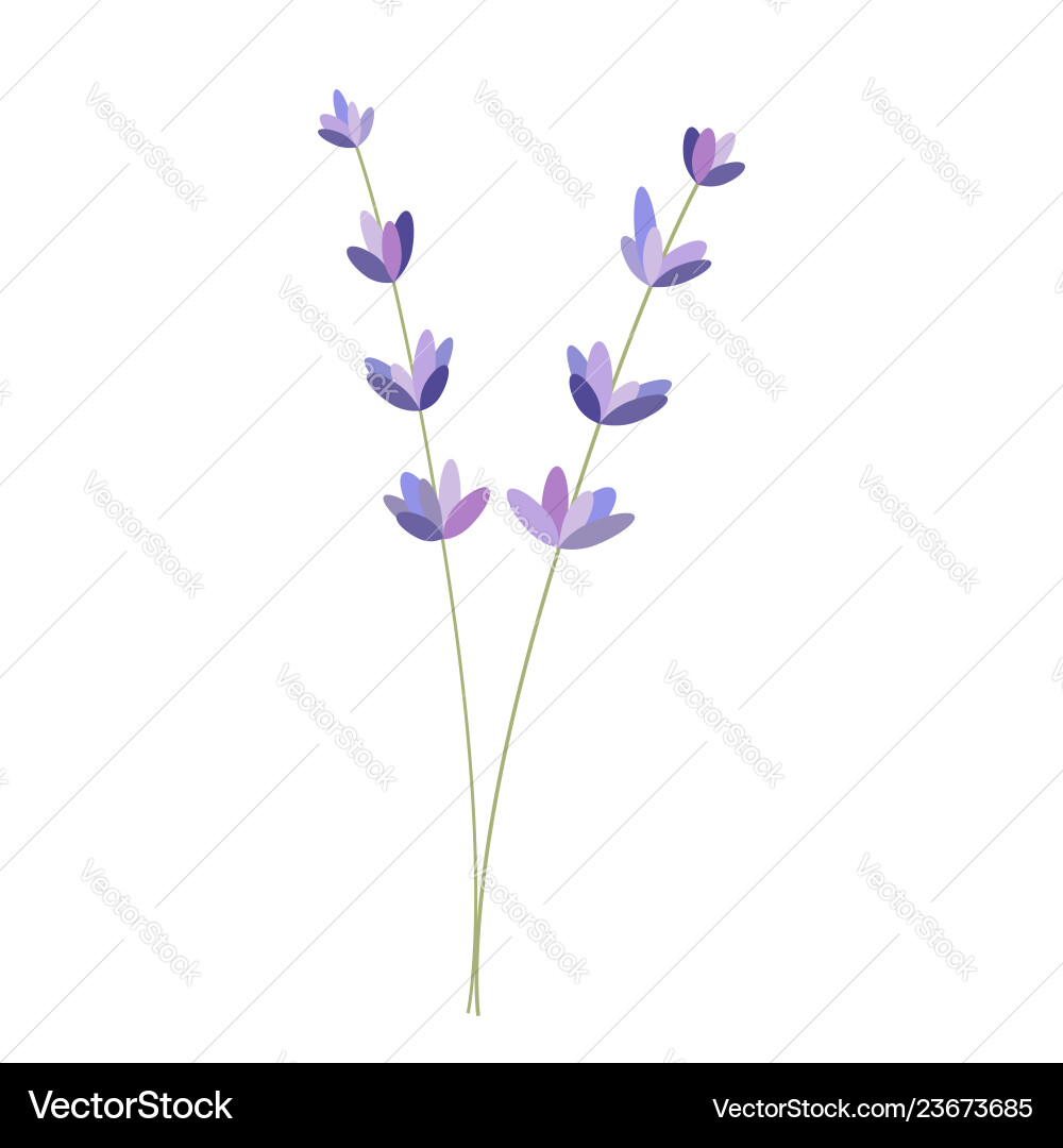 Lavender Flower Packaging Royalty Free Vector Image