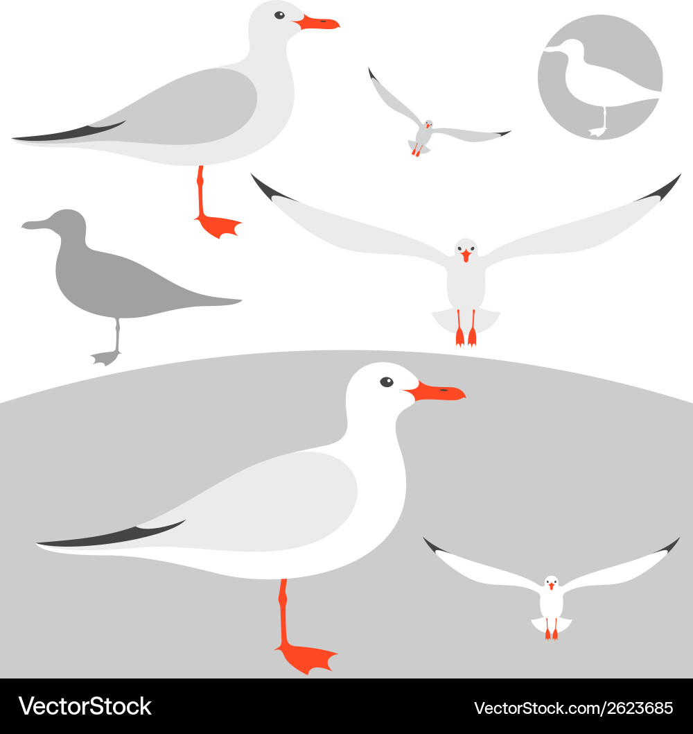 Seagull Royalty Free Vector Image - VectorStock
