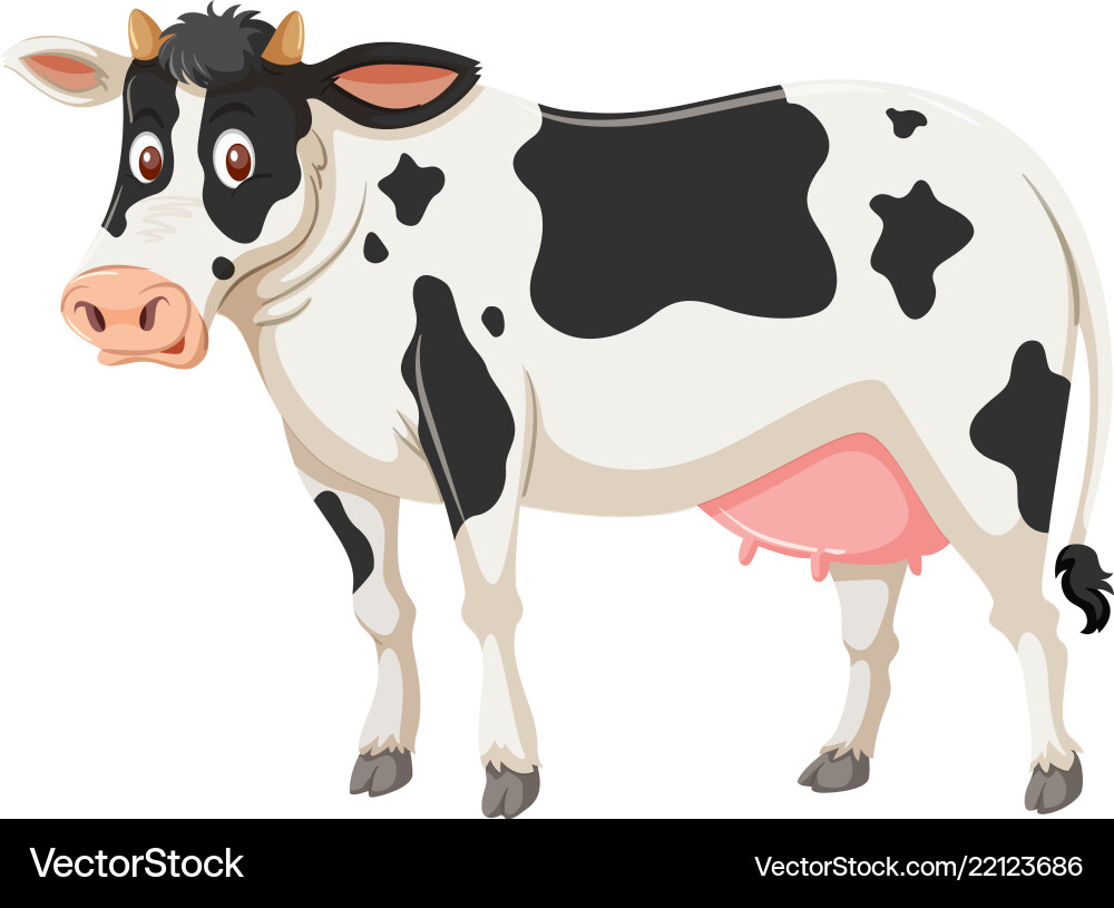 A cow on white background Royalty Free Vector Image