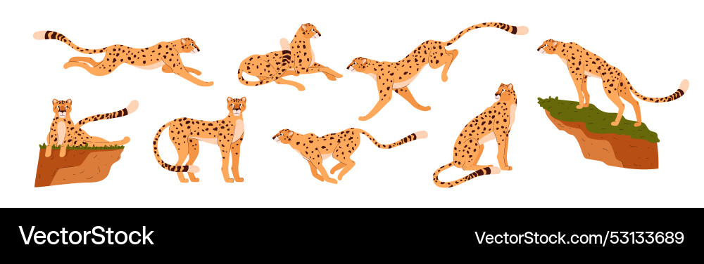 Set of cheetahs in dynamic poses Royalty Free Vector Image