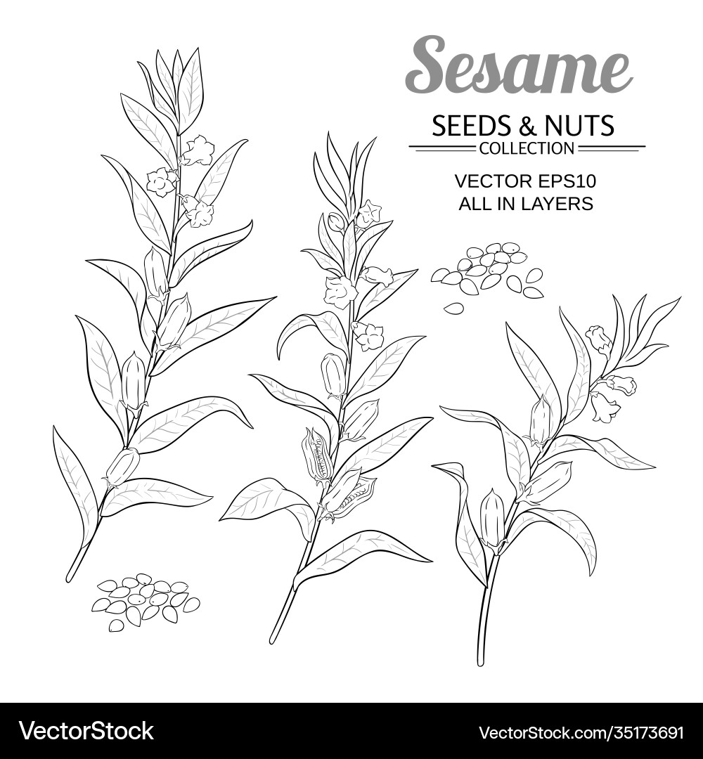 Sesame Seeds Collection Royalty Free Vector Image