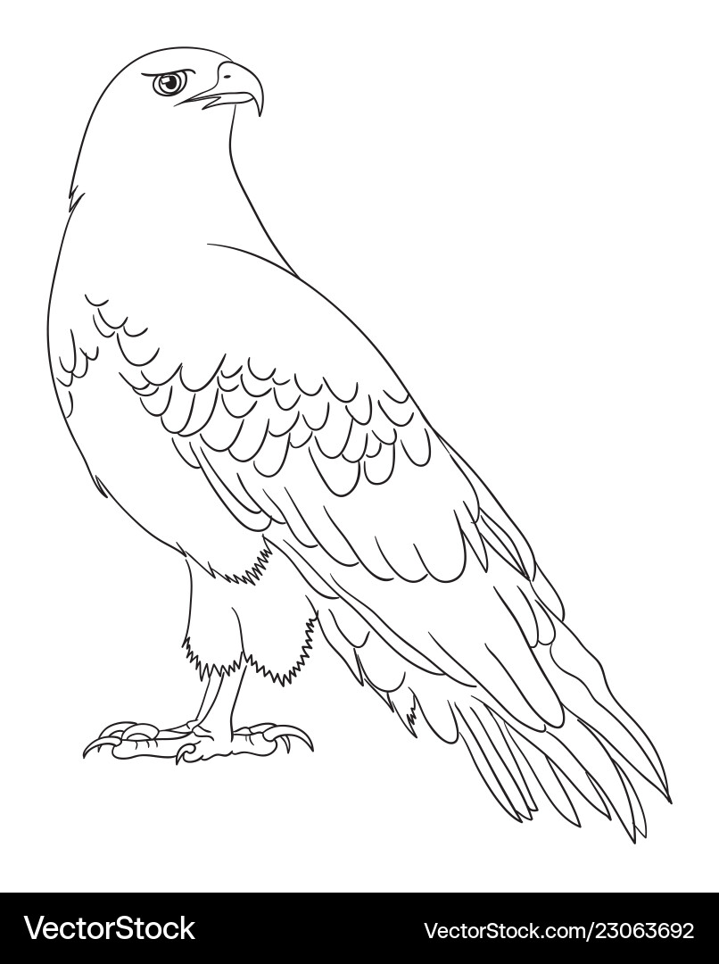 Eagle Line Drawing Eagle Line Drawing Stock Illustrations – 12,912