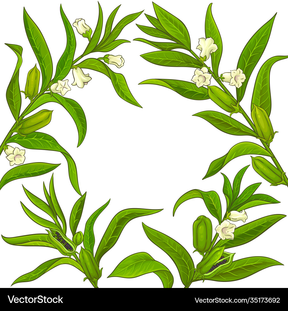 Sesame Seed Frame - Botanical Royalty Free Vector Image