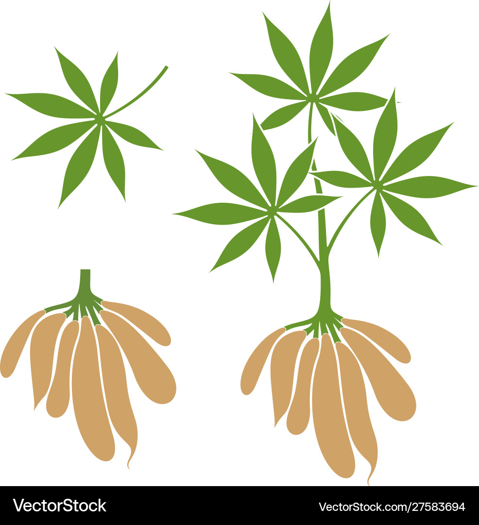 Cassava Royalty Free Vector Image - VectorStock