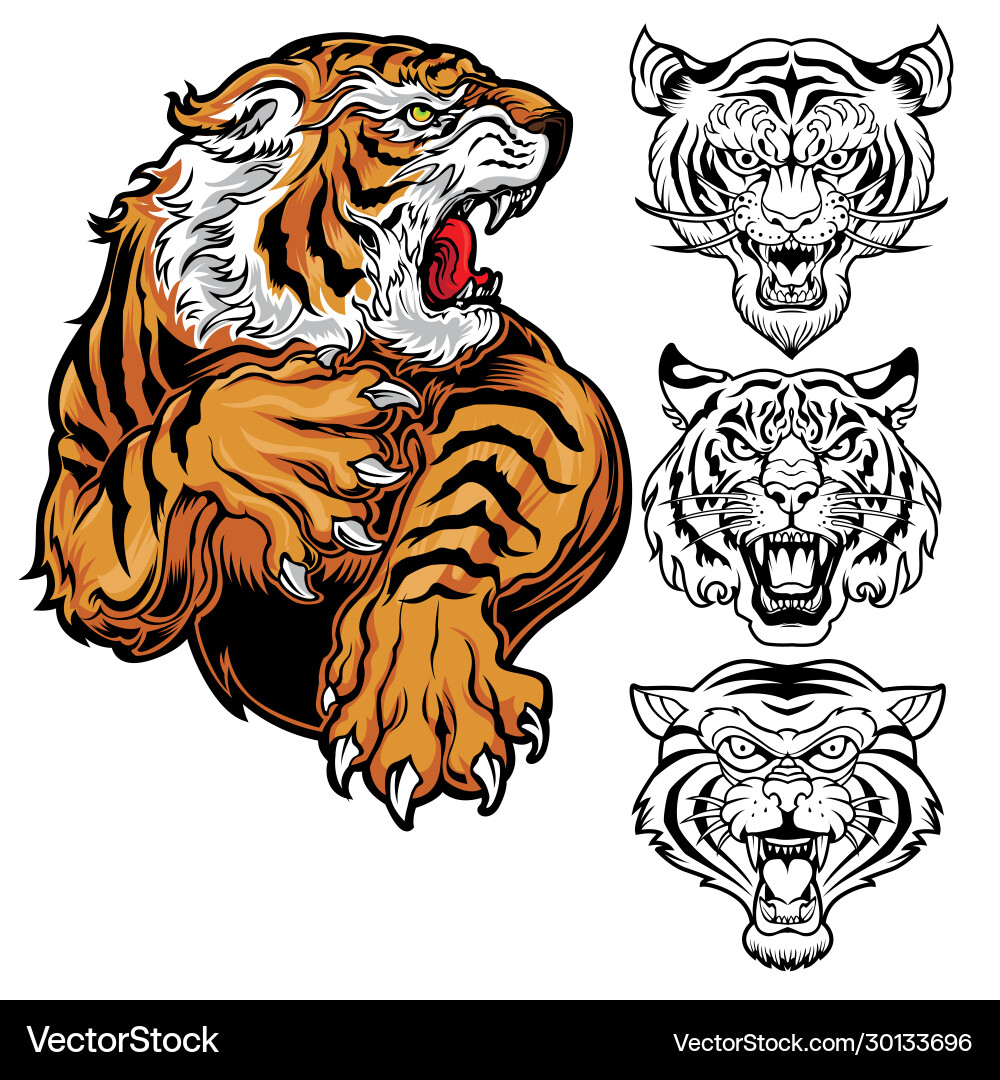 Animals angry tiger drawing head Royalty Free Vector Image
