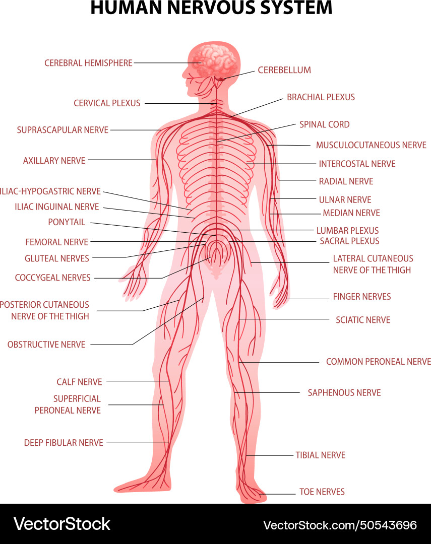 Human body nervous system Royalty Free Vector Image Human body nervous system Royalty Free Vector Image