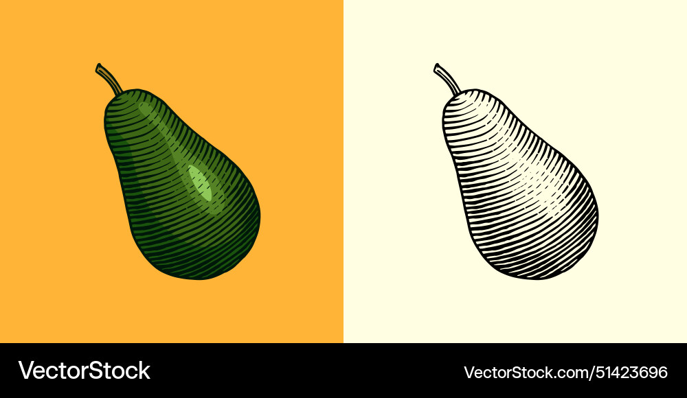 Tropical Avocado Evergreen Fruit Plant Isolated Vector Image