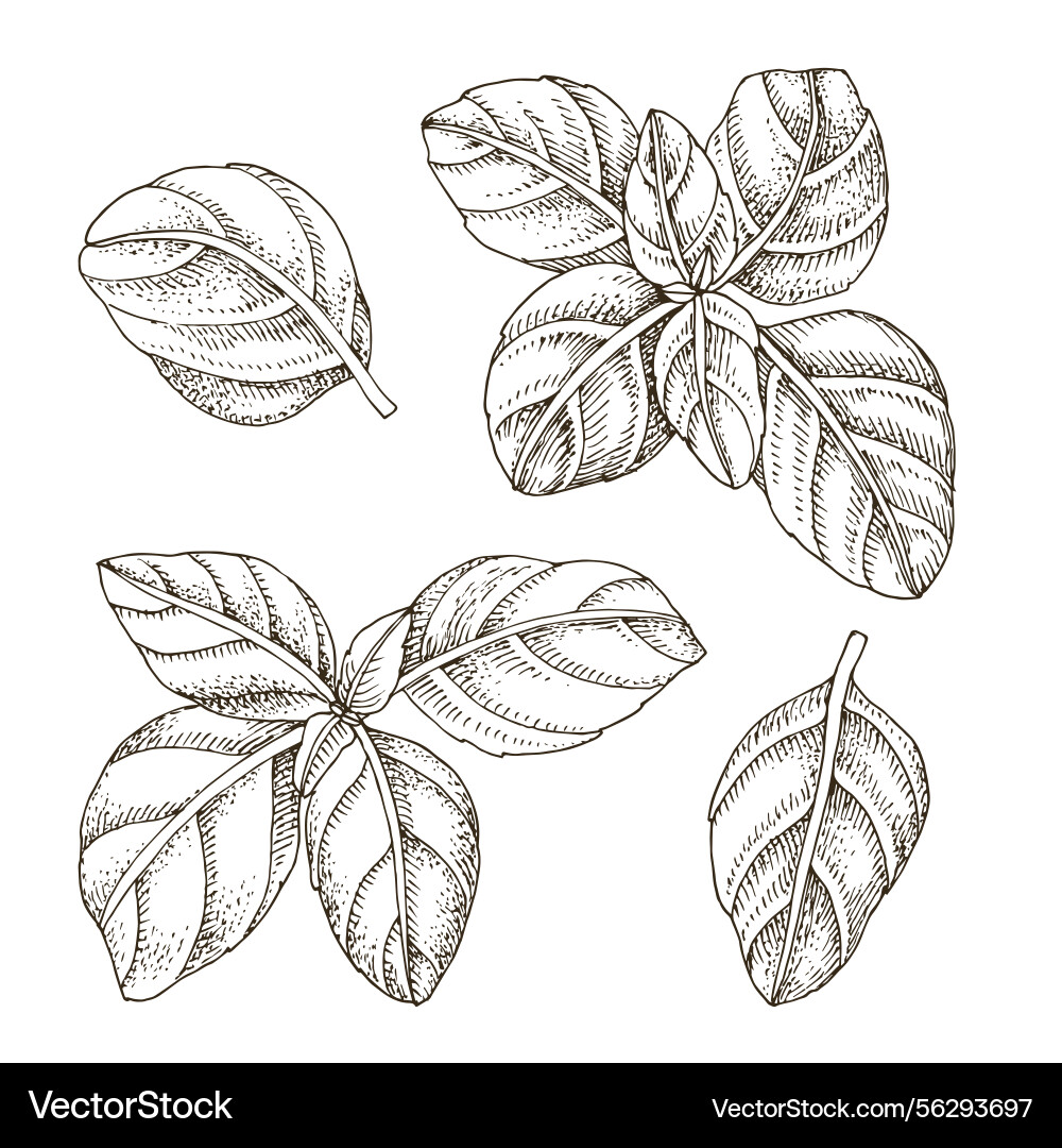 Green basil hand drawn Royalty Free Vector Image