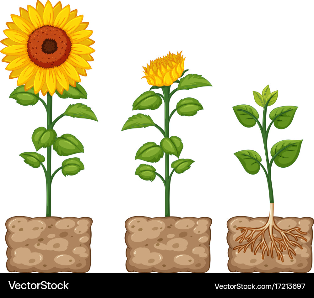 Sunflowers Sprouting from Soil Royalty Free Vector Image