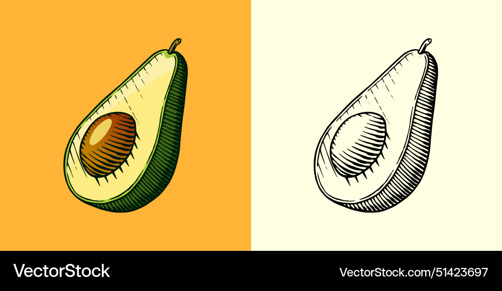 Tropical Avocado Evergreen Fruit Plant Isolated Vector Image