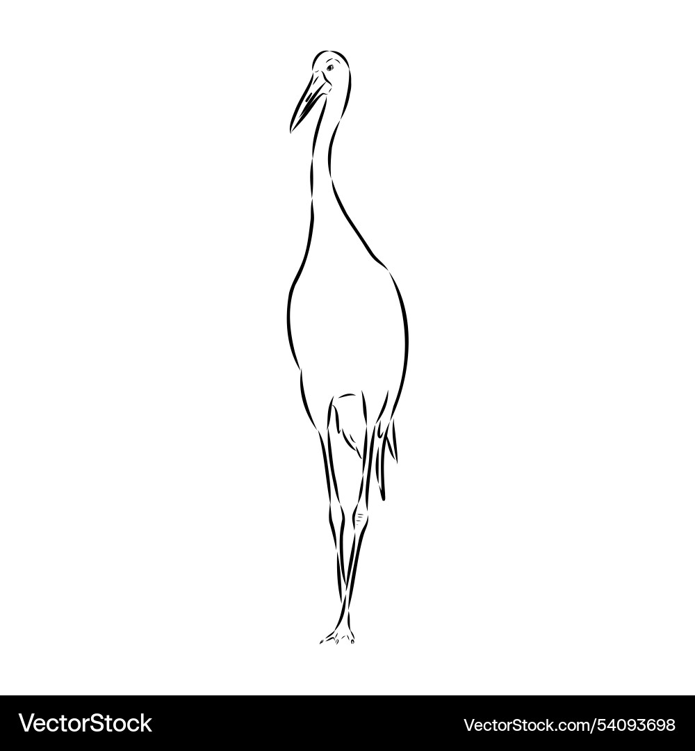Hand drawn brolga australian crane Royalty Free Vector Image