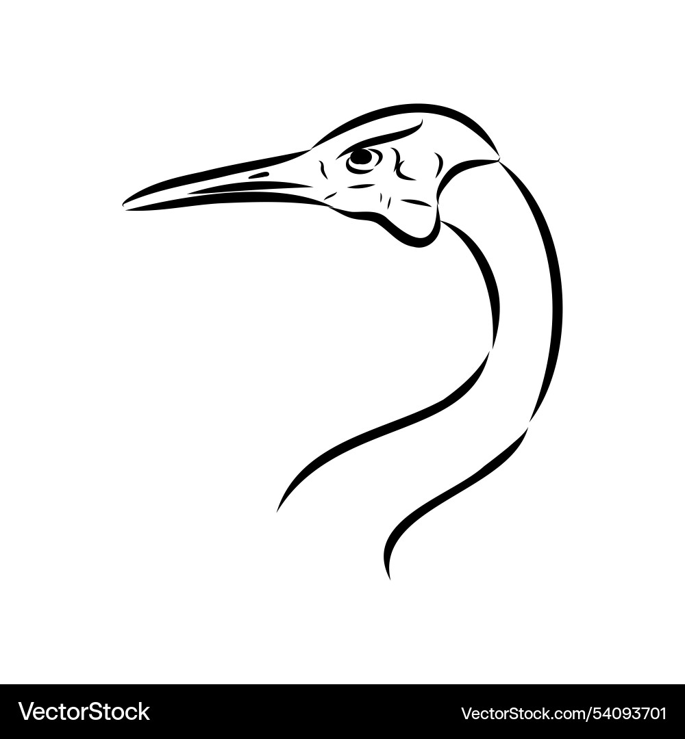 Hand gezogen Brolga australischer Kran Lizenzfreier Vektor