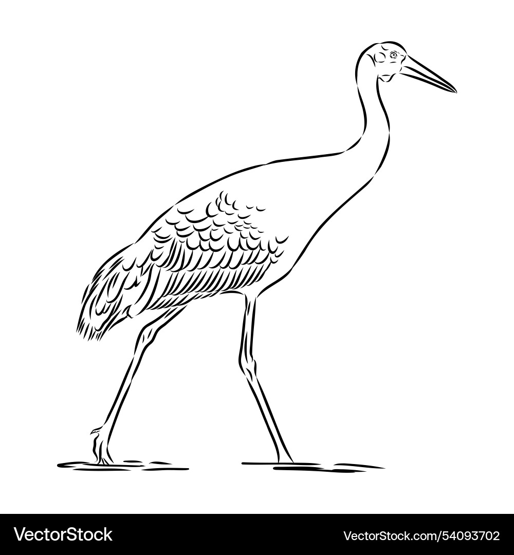 Hand drawn brolga australian crane Royalty Free Vector Image