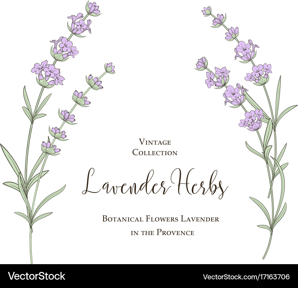 Lavender Flowers Close-Up Royalty Free Vector Image