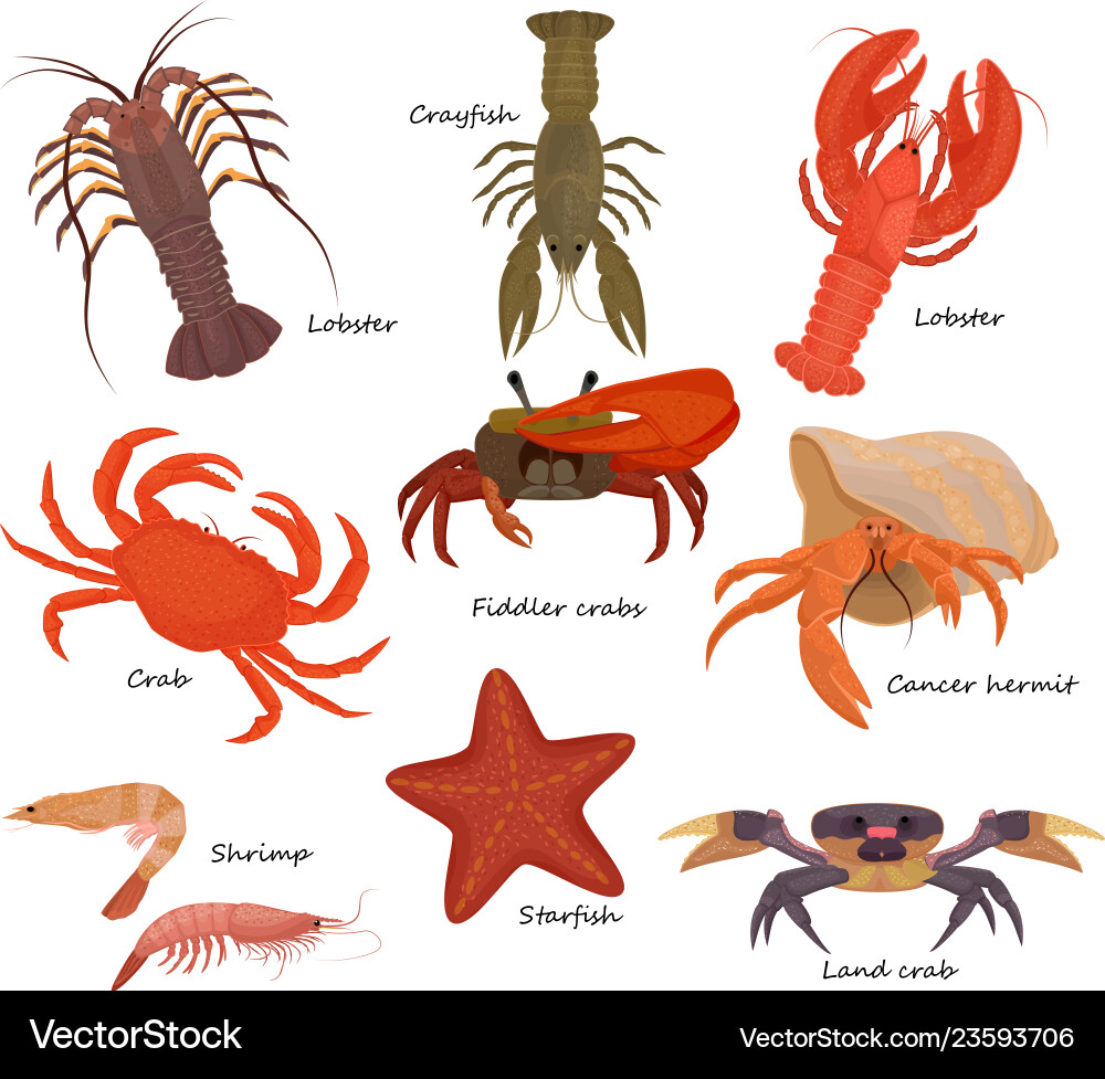 Seafood Crustaceans Ocean Animals – Royalty-Free Vector | VectorStock