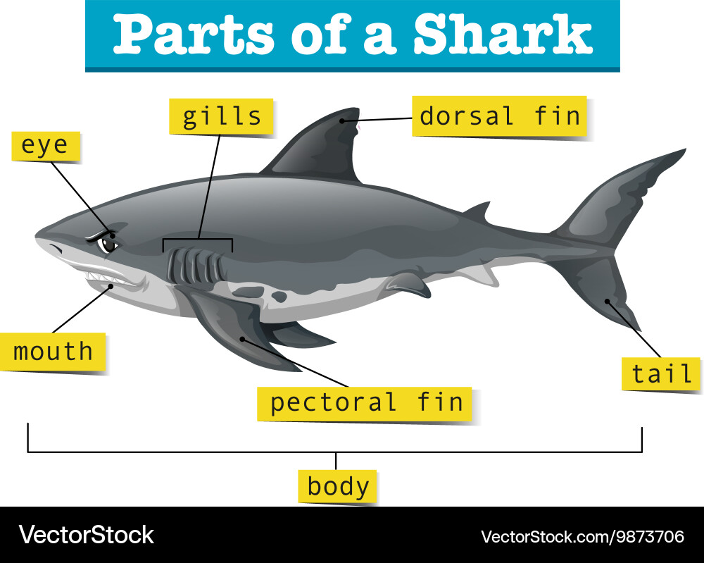Shark Anatomy Diagram – Royalty-Free Vector | VectorStock