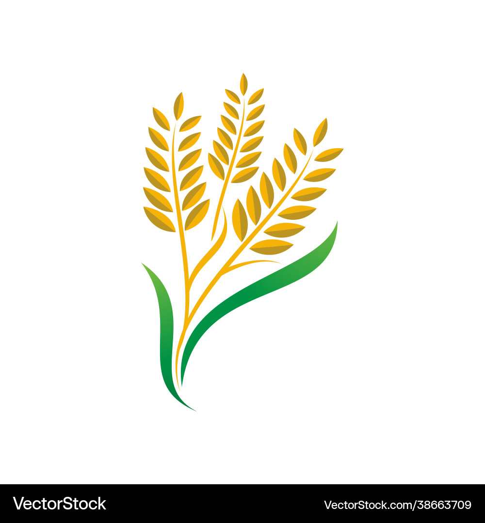 Agriculture wheat rice icon design Royalty Free Vector Image